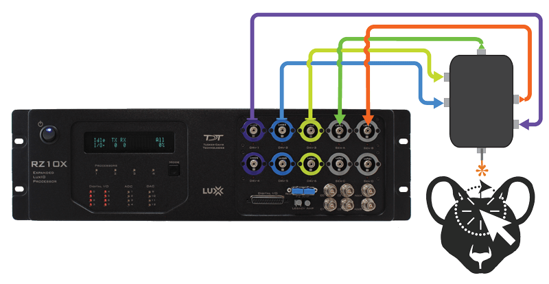 Fiber Photometry System | Tucker-Davis Technologies