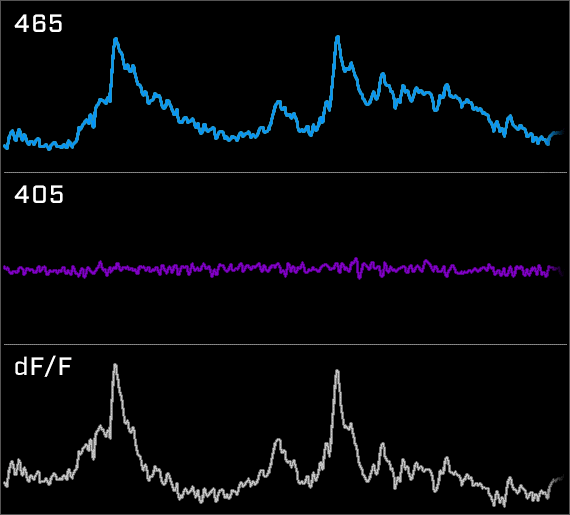 Fiber Photometry System | TDT Neuroscience Tools & Software Solutions