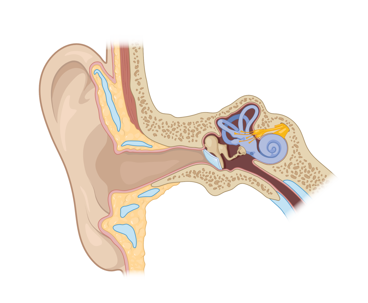Dr Todd Mowery and Justin Yao - Part 1 | TDT Neuroscience Tools ...